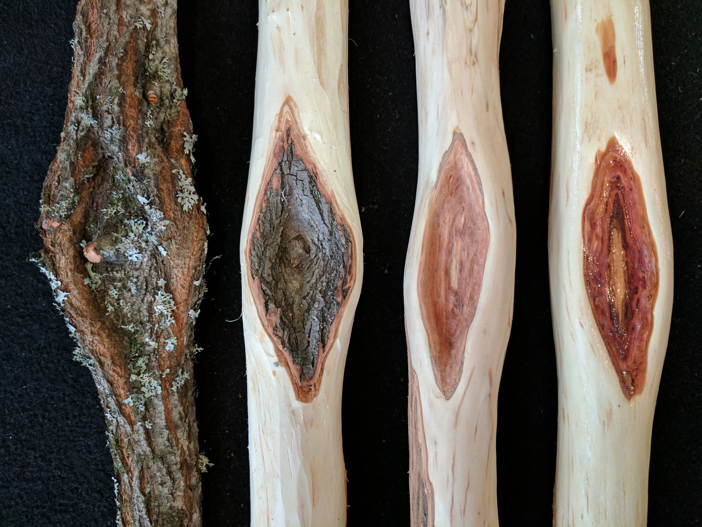 Tom's Willow Craft – For Those Who Work With Willow