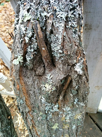Diamond Willow Trees In Montana